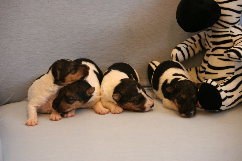 Foxterrier Welpen kaufen › Foxterrier Haitz