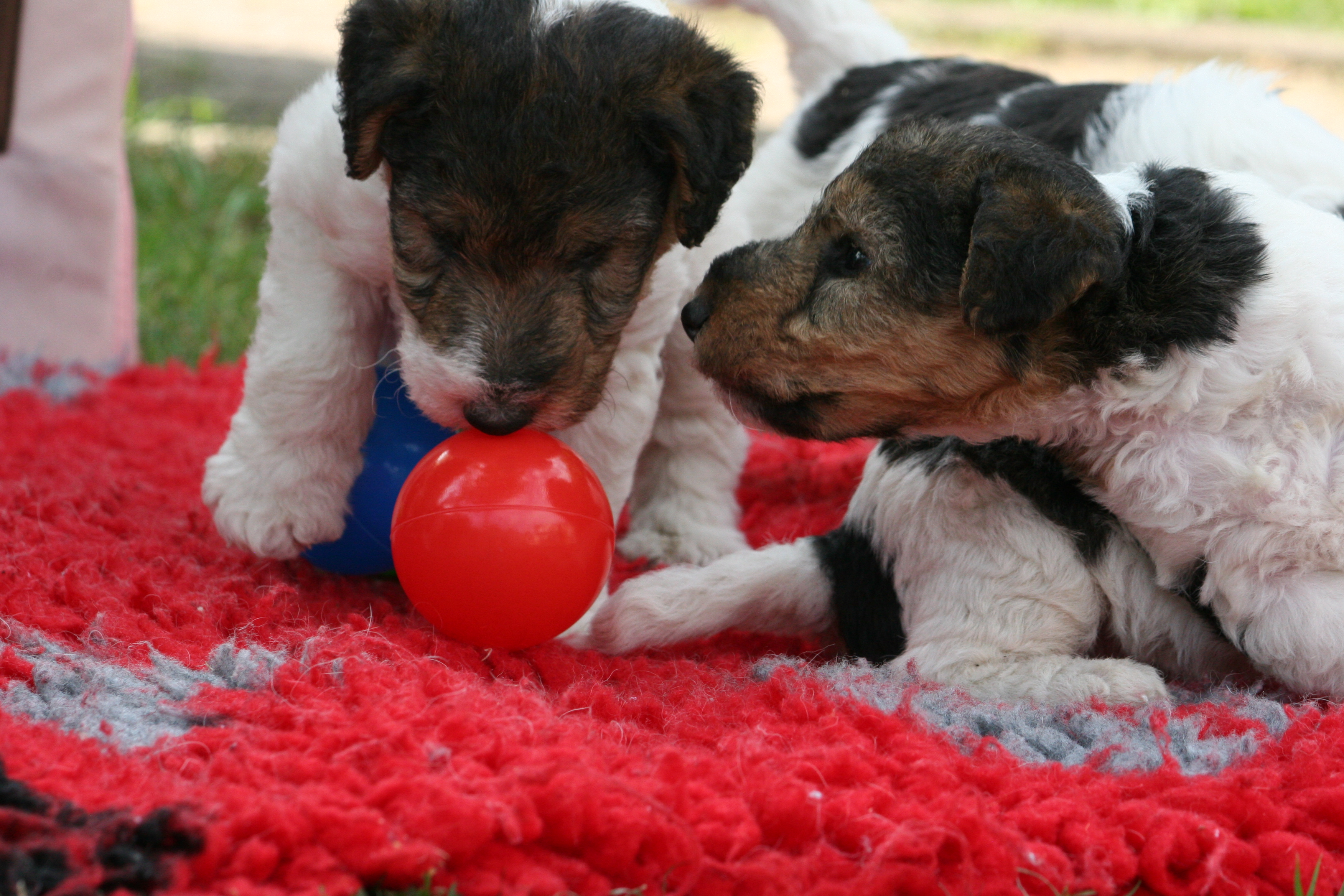 Foxterrier Welpen kaufen › Foxterrier Haitz