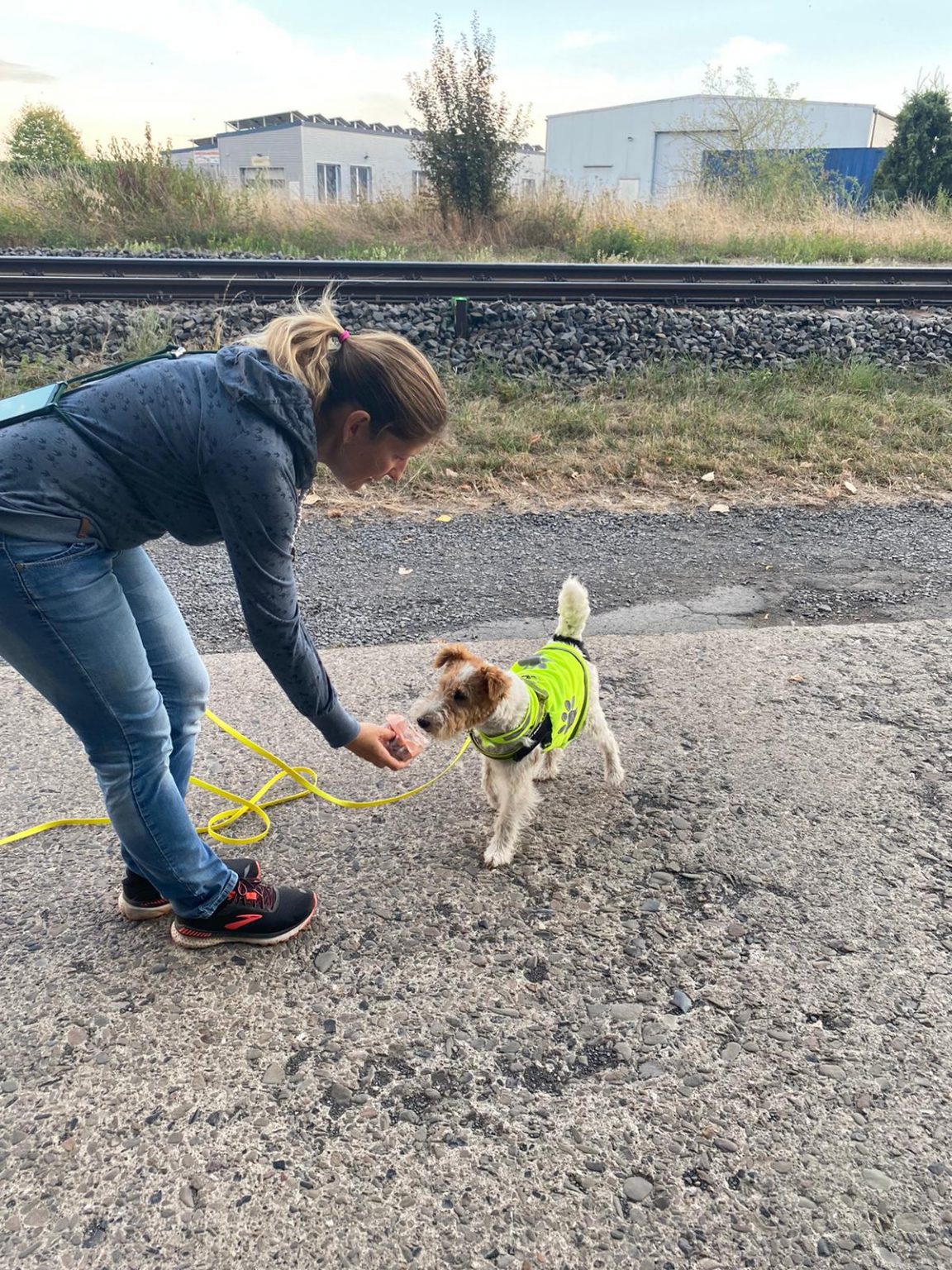 Mantrailing ein toller Freizeitsport für den Foxterrier - Drahthaar ...