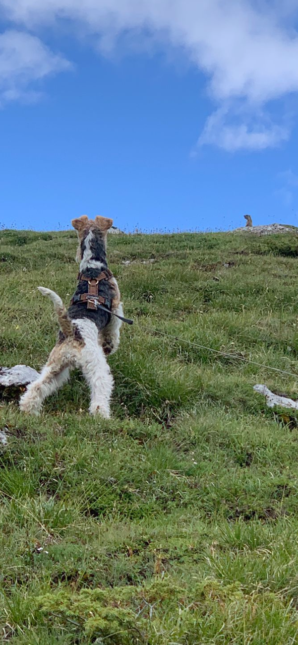 Milli - Drahthaar Foxterrier of Fair Play - Züchter im VDH